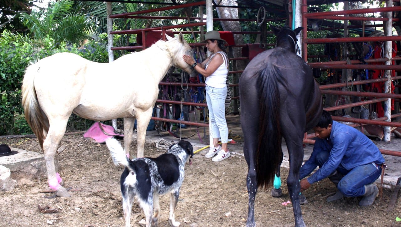 Alerta por posible brote de encefalitis equina en el norte de Casanare – Boyacá 7 Días